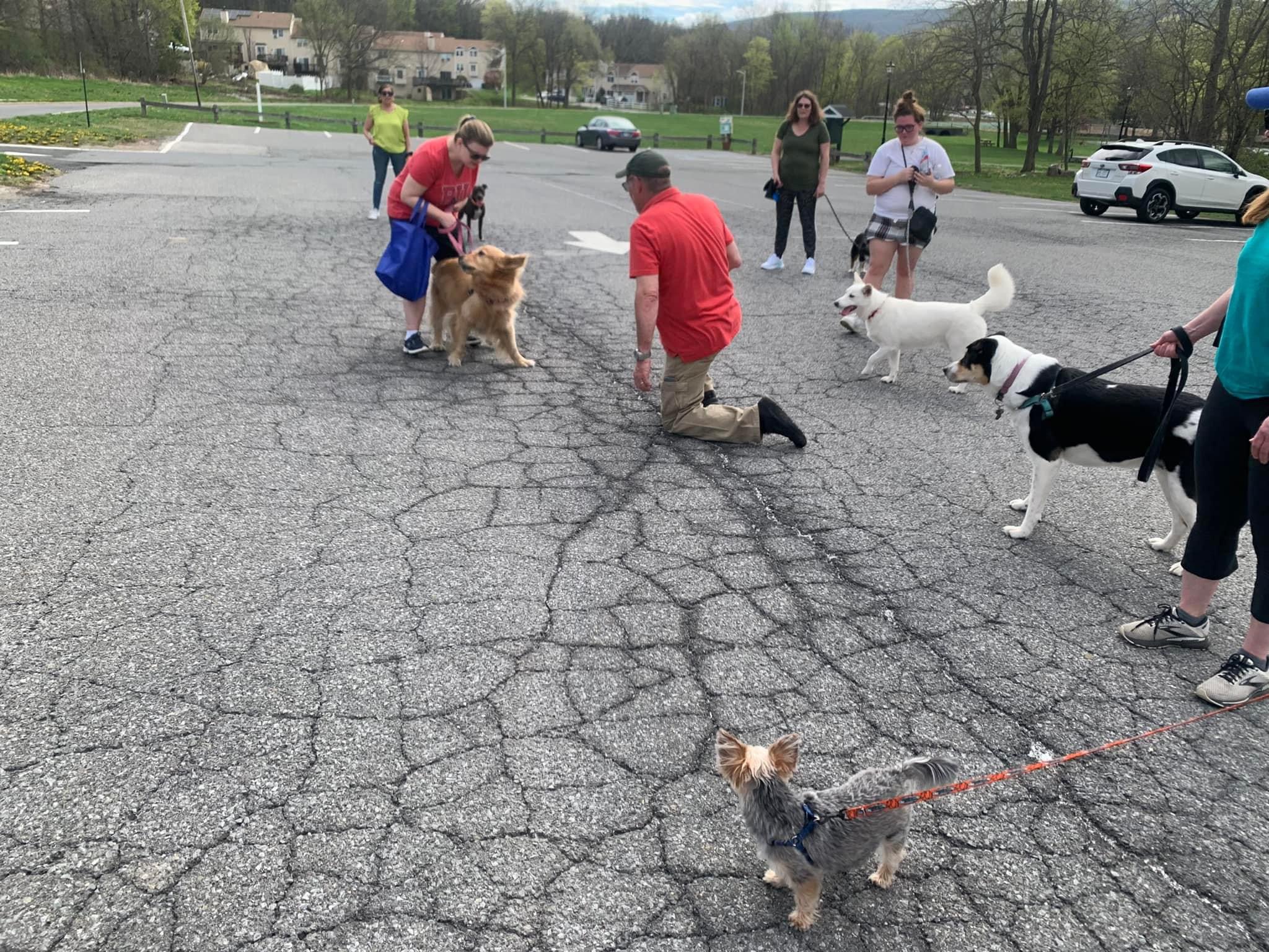 5 Great Places to Walk Your Dog in Orange County, NY (Plus Dog Walking ...